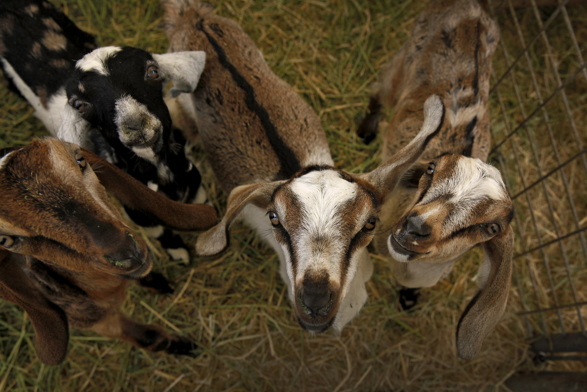 Goats loose on Hwy. 24 turn CHP officers into wranglers