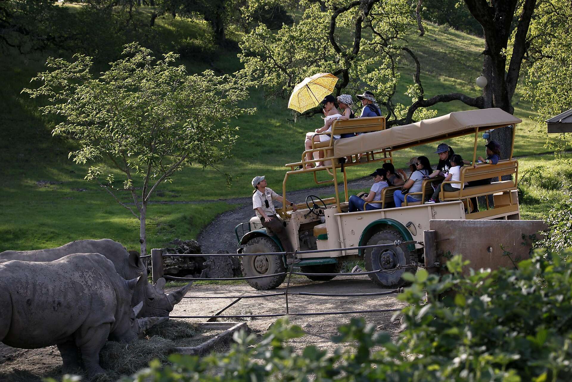 At Safari West, see African animals without airfare
