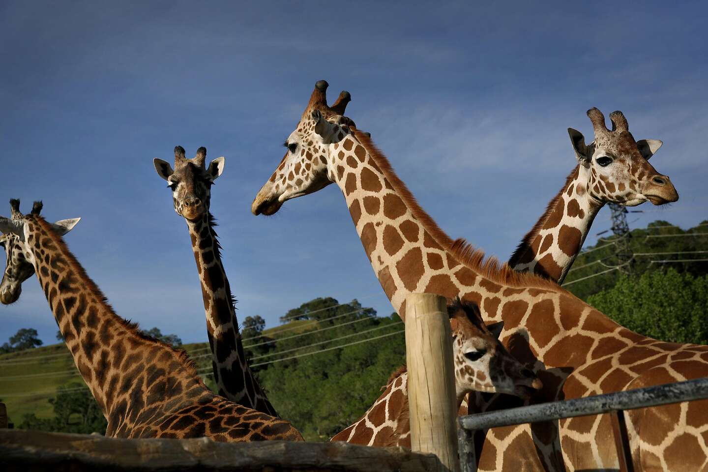 At Safari West, see African animals without airfare