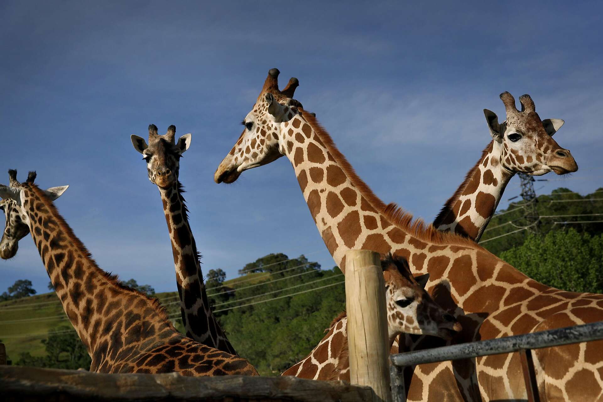 At Safari West, see African animals without airfare