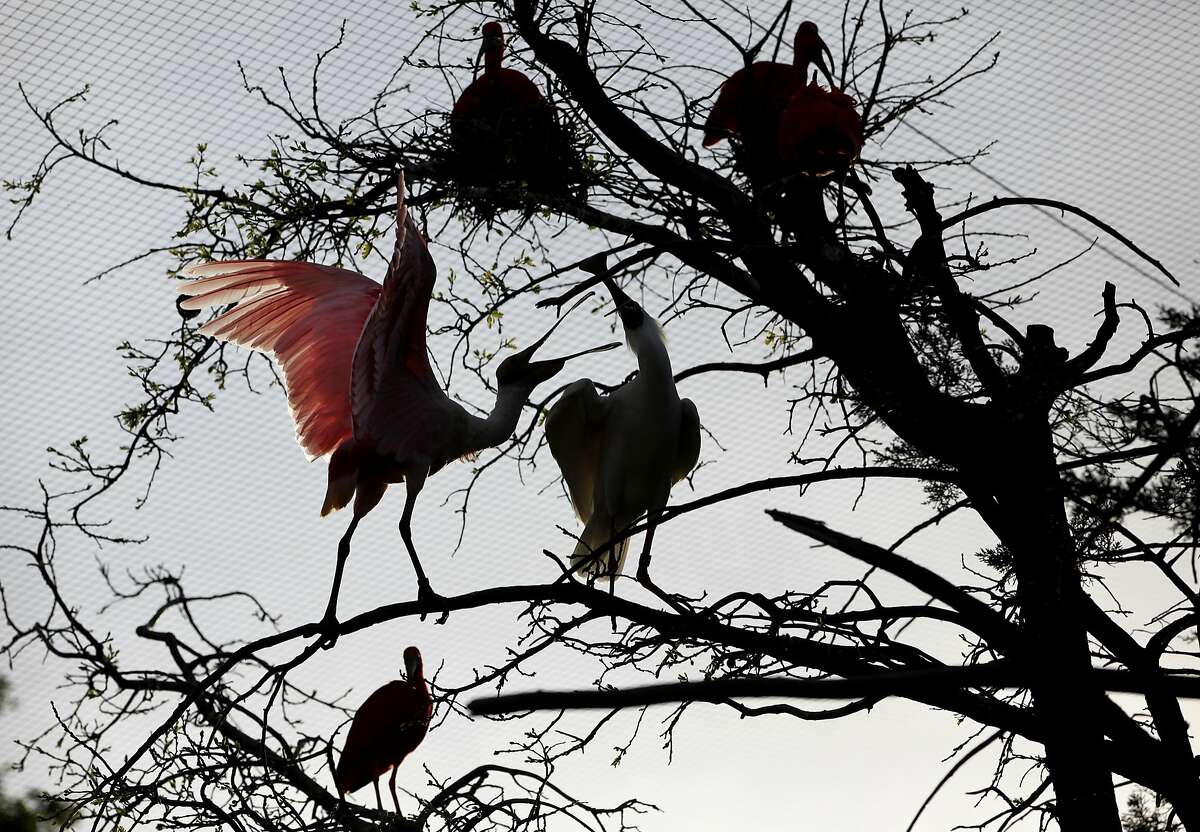 At Safari West, see African animals without airfare