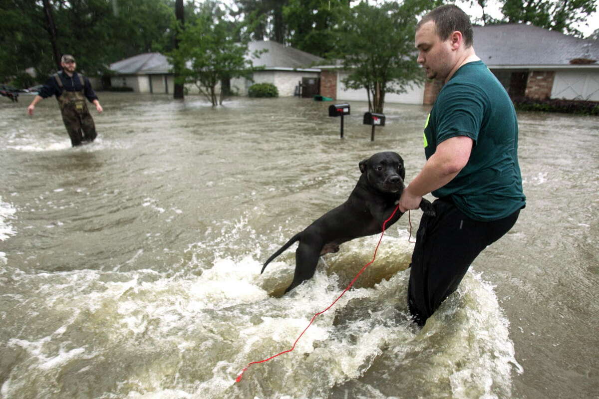 Photos: Animals swamped in Houston flood April 18, 2016