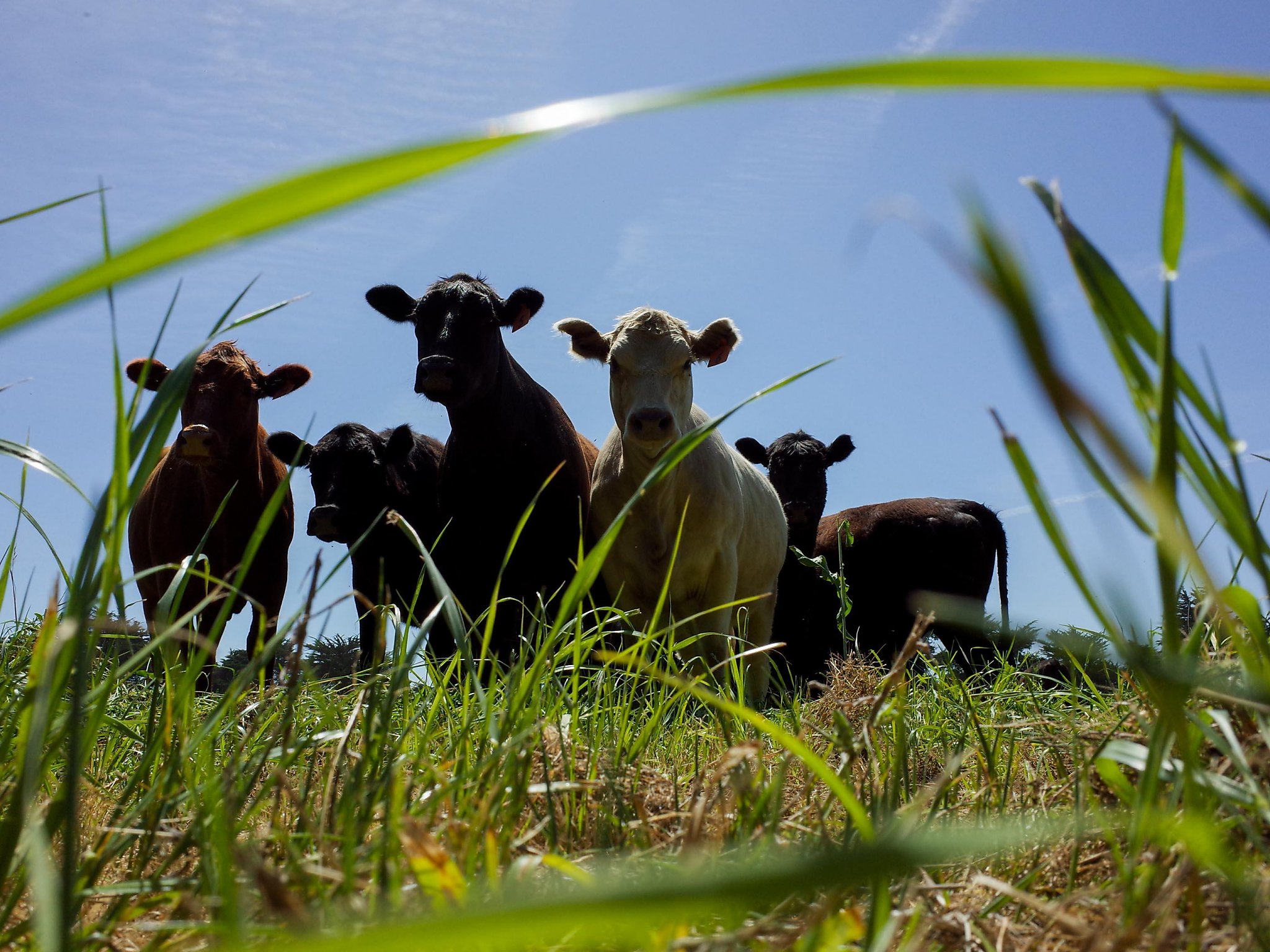 Bay Area farm seeks to bring CSAs into a new era