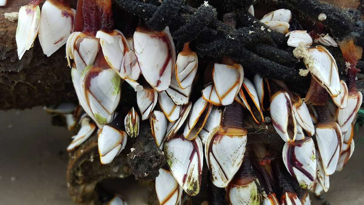 Bamboo raft washes up on Padre Island National Seashore after heavy ...