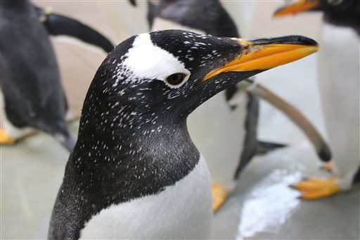 20 penguins arrive via FedEx to Detroit Zoo from California