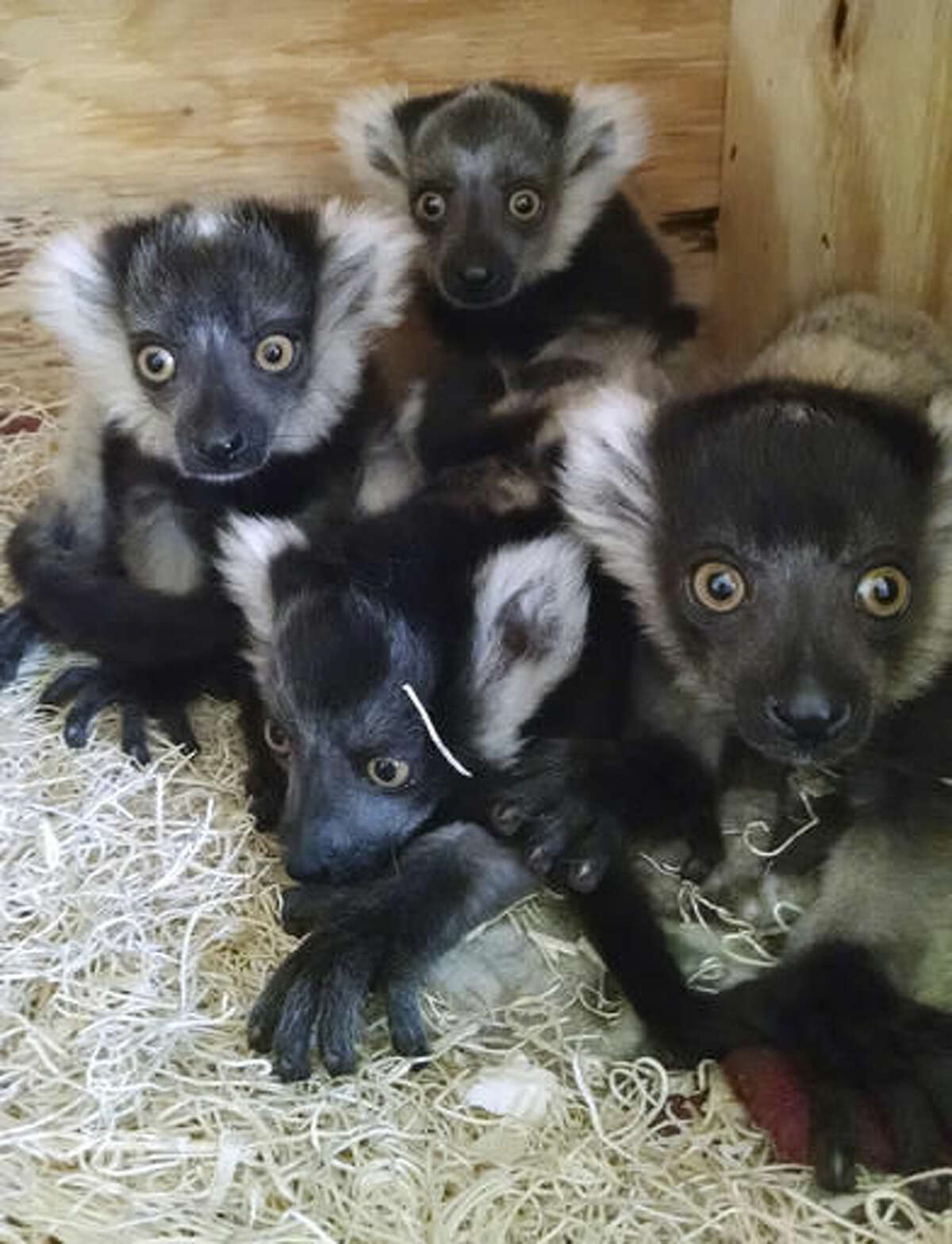 4 lemur babies, first-time mom, doing well at zoo
