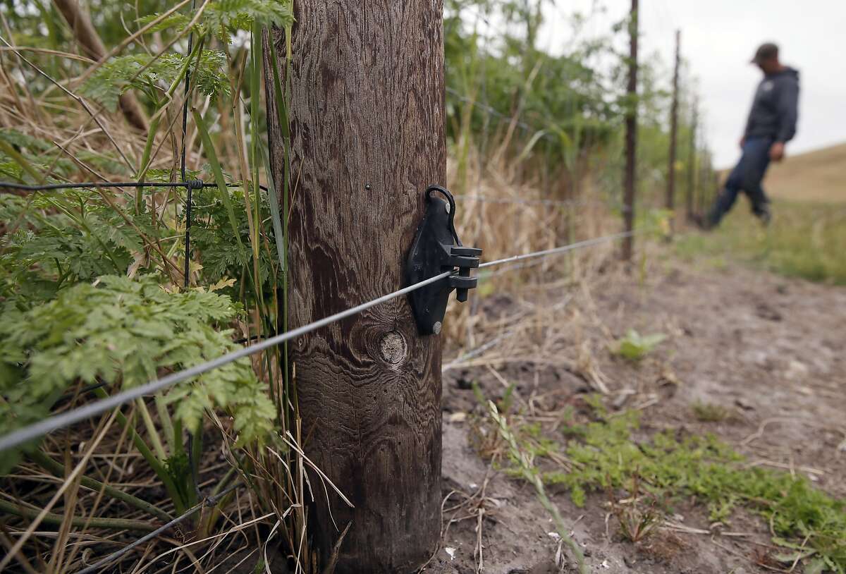 Deal with predator-control agency bars aerial gunning and some traps in ...