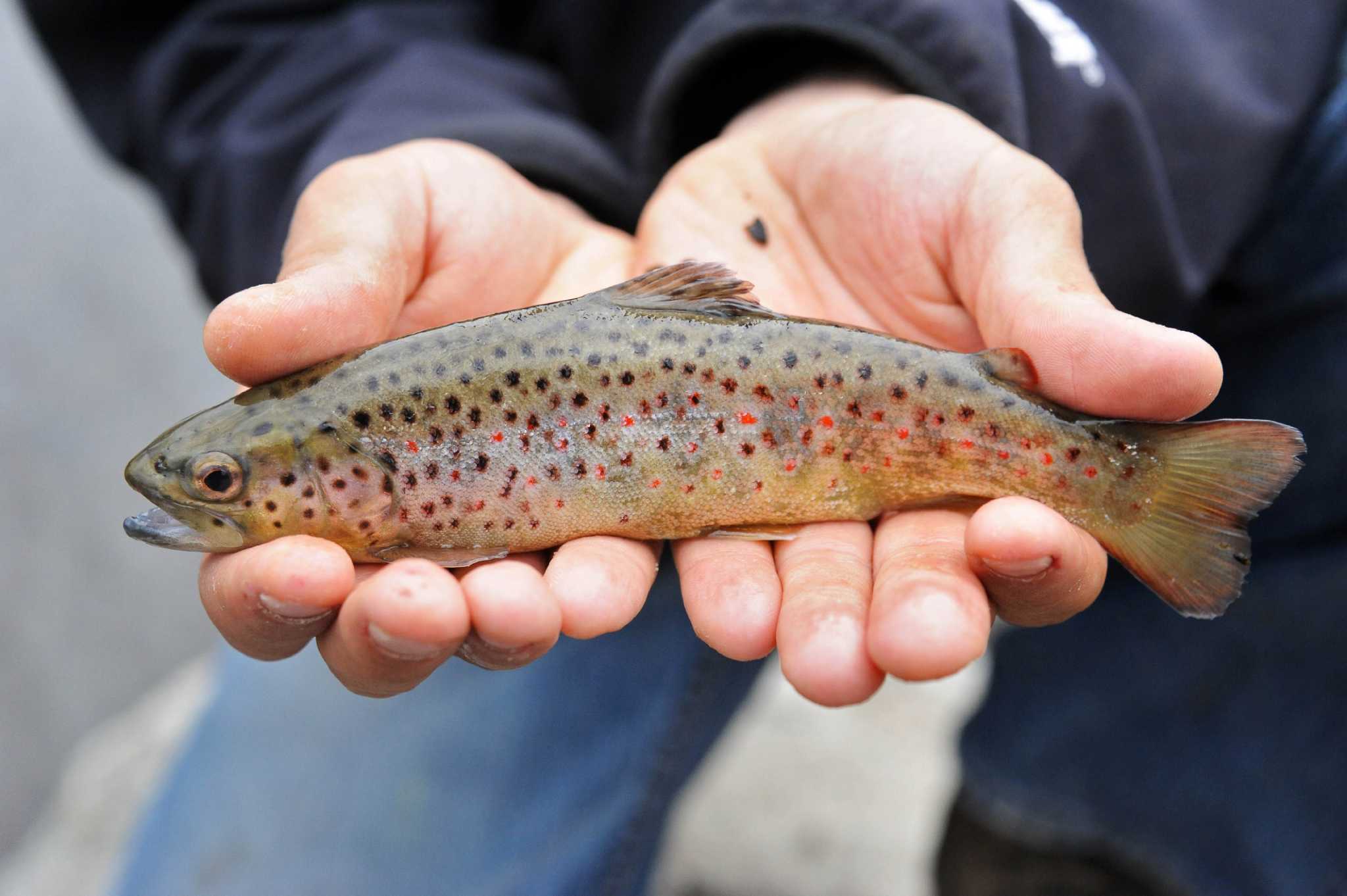 Outdoors: Tips for early season trout fishing