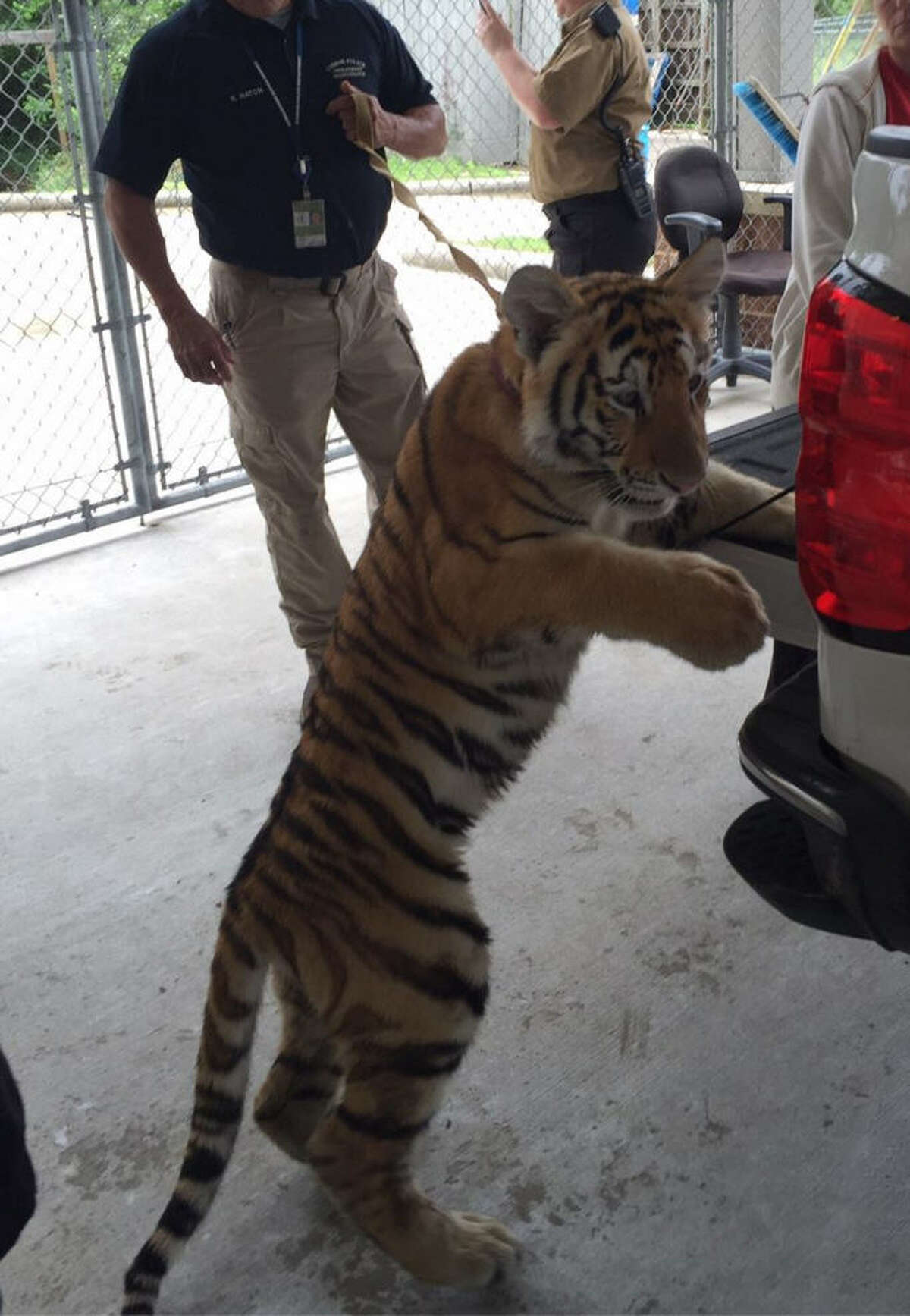 Loose tiger captured in Conroe