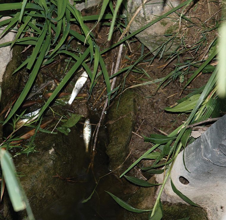 Manure runoff results in minor fish kill