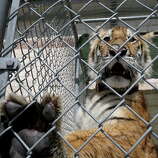 Loose tiger captured in Conroe - Houston Chronicle