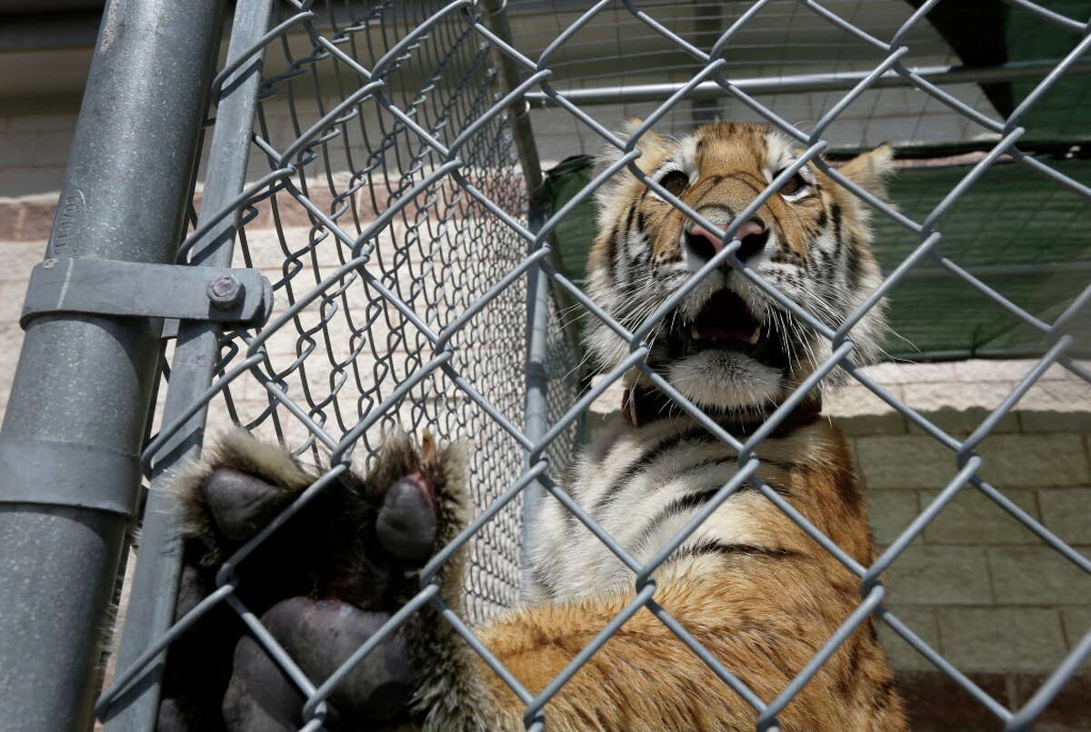 Loose tiger captured in Conroe