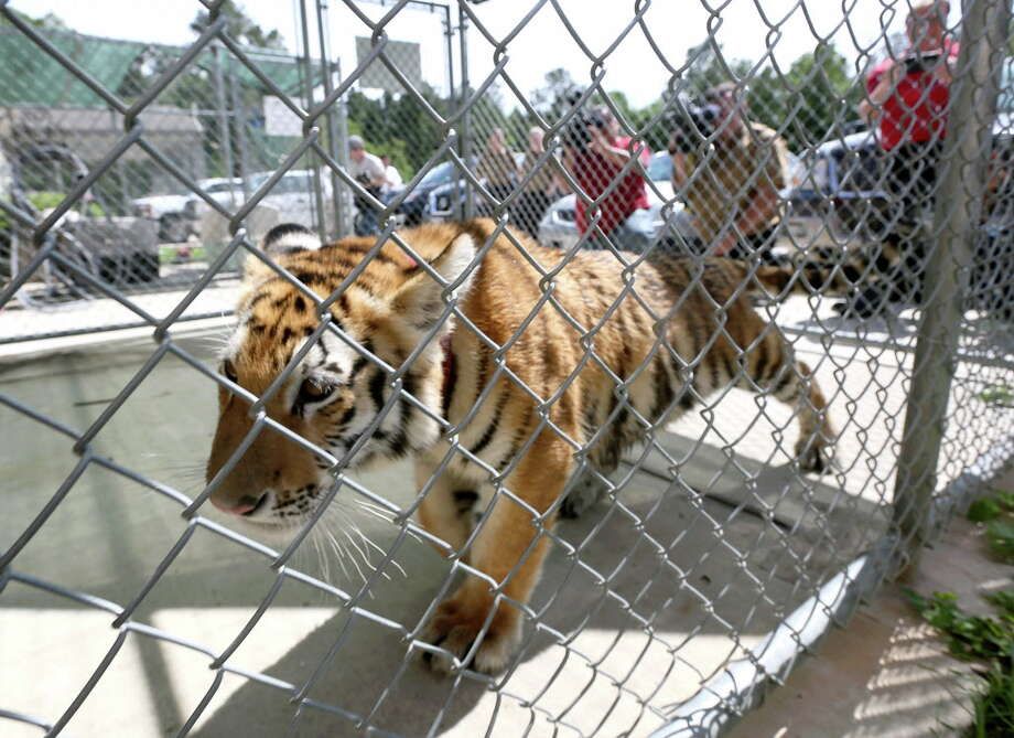 Loose tiger captured in Conroe - Houston Chronicle