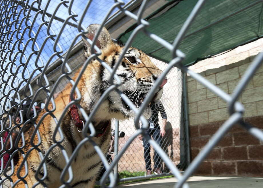 Loose tiger captured in Conroe - Houston Chronicle