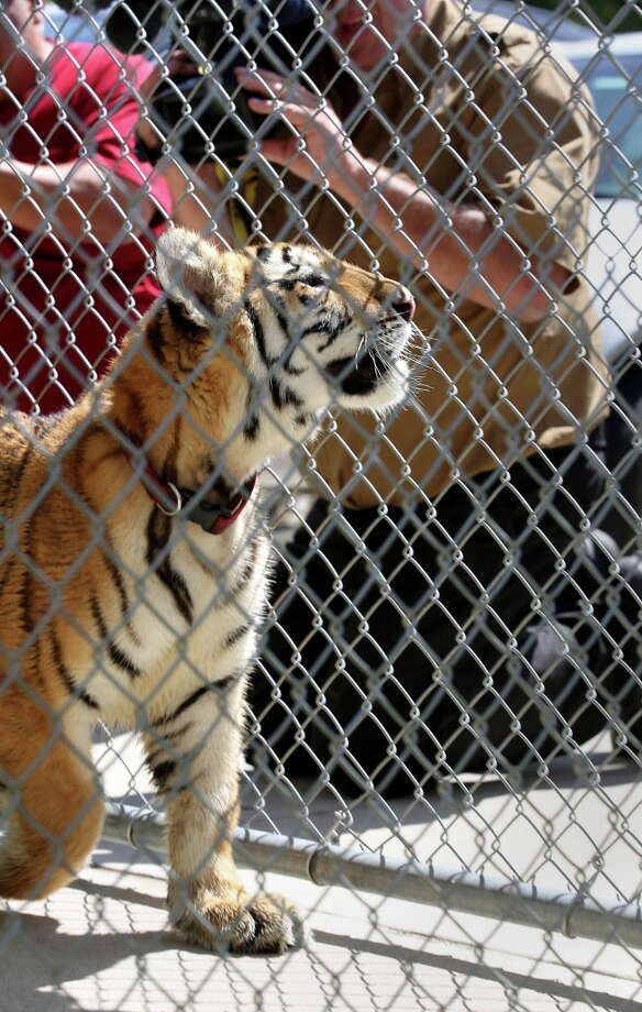 Loose tiger captured in Conroe - Houston Chronicle