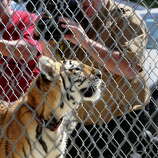Loose tiger captured in Conroe - Houston Chronicle