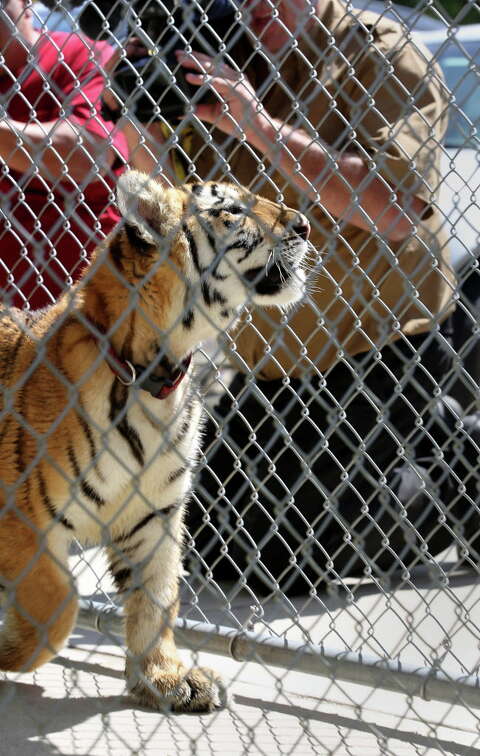 Loose tiger captured in Conroe
