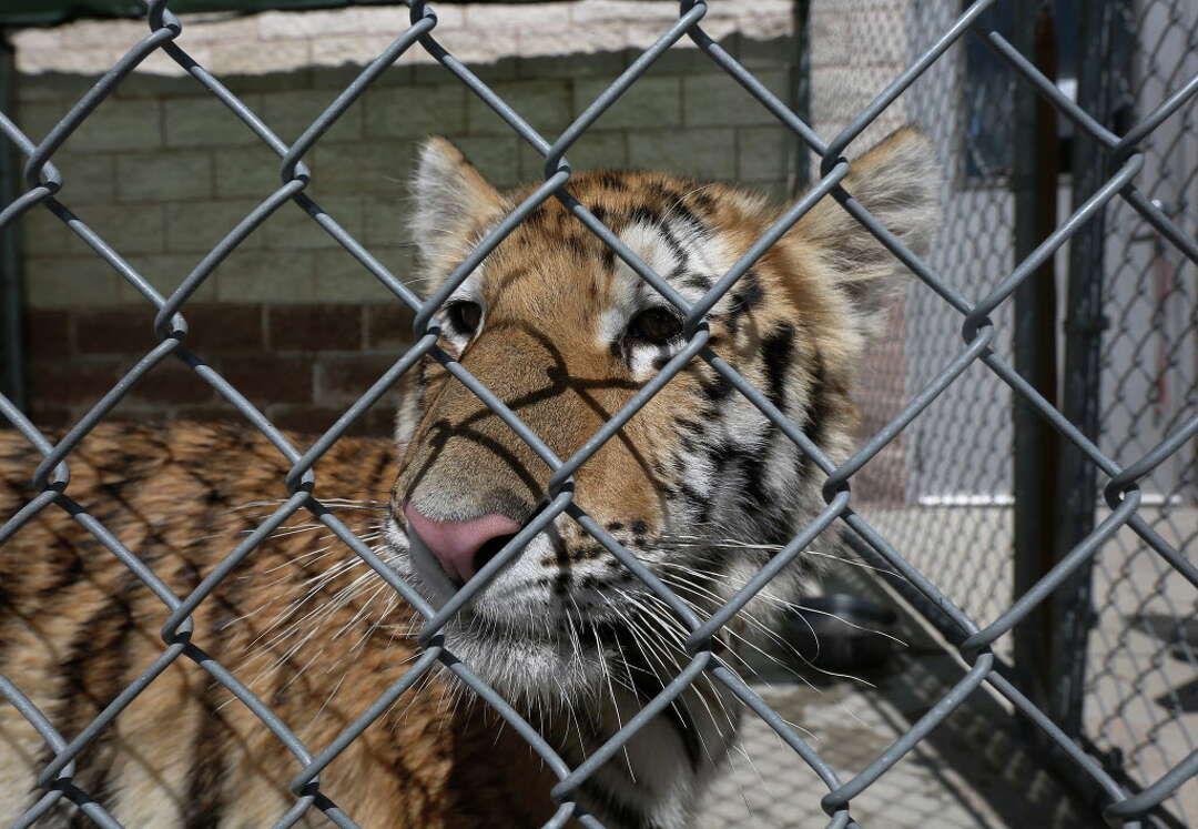 Loose tiger captured in Conroe