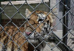 Loose tiger captured in Conroe