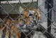 Loose tiger captured in Conroe