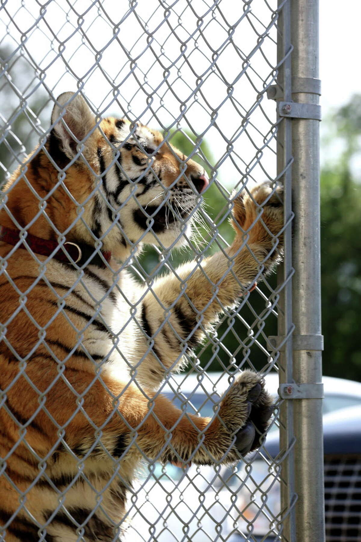 Loose tiger captured in Conroe