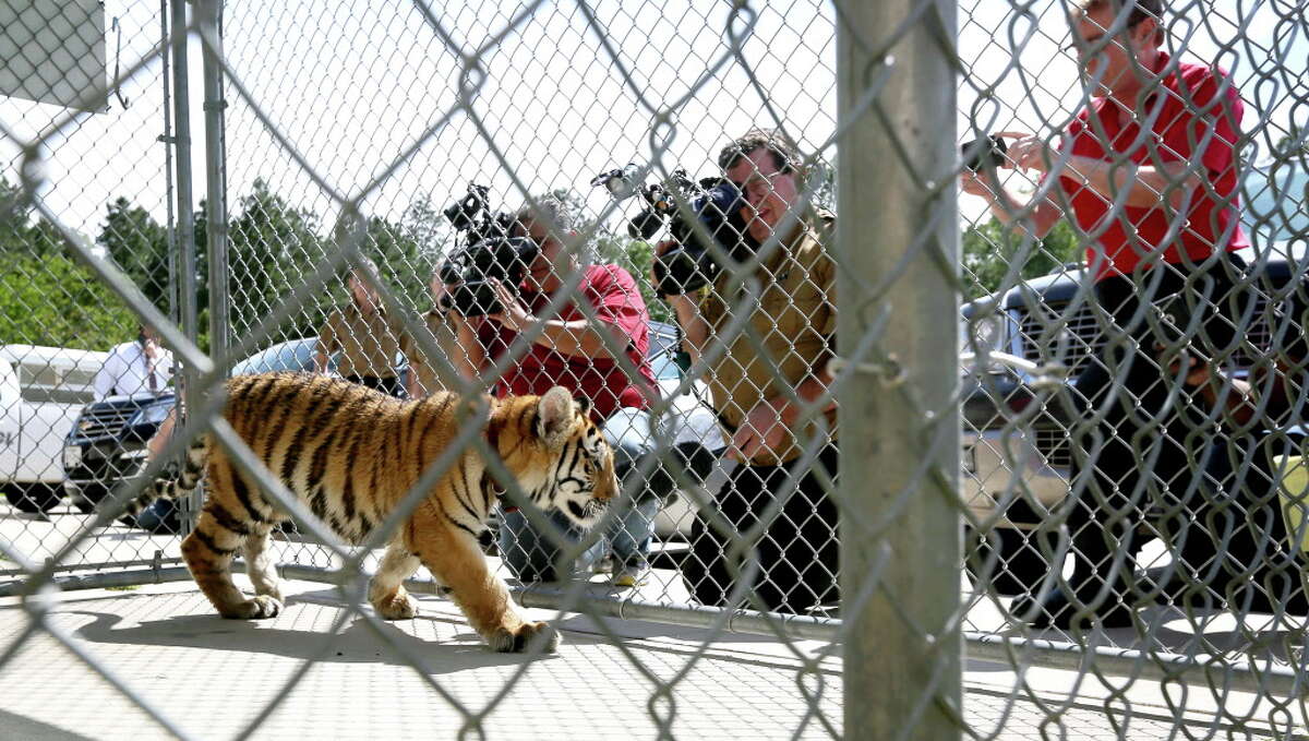 Loose tiger captured in Conroe