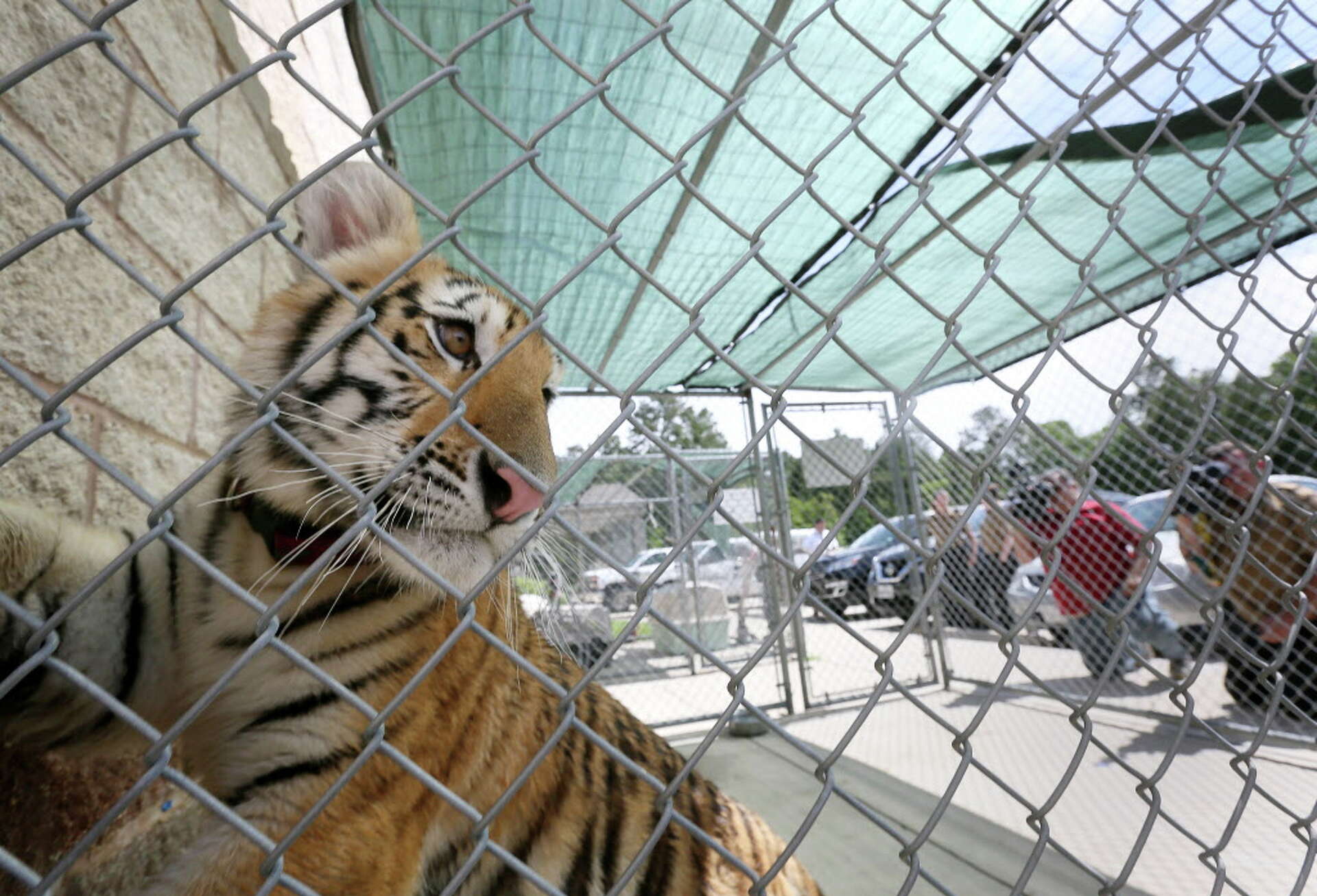 Loose tiger captured in Conroe