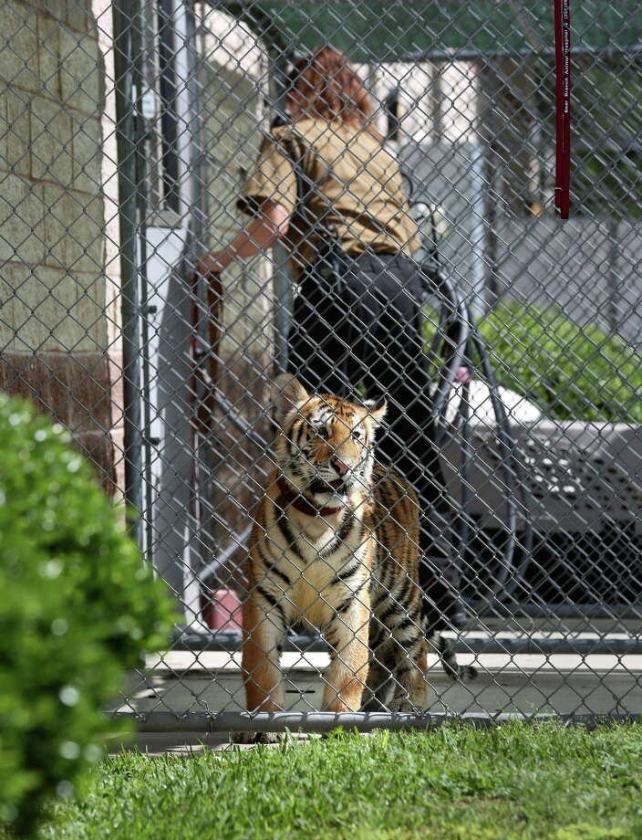 Loose tiger captured in Conroe - Houston Chronicle