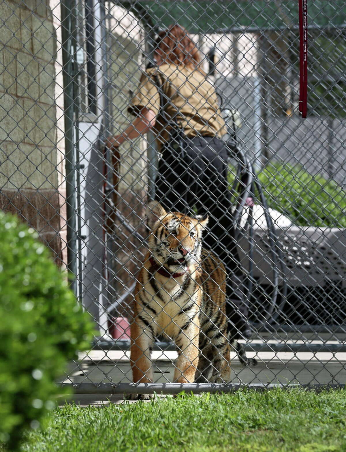 Loose tiger captured in Conroe