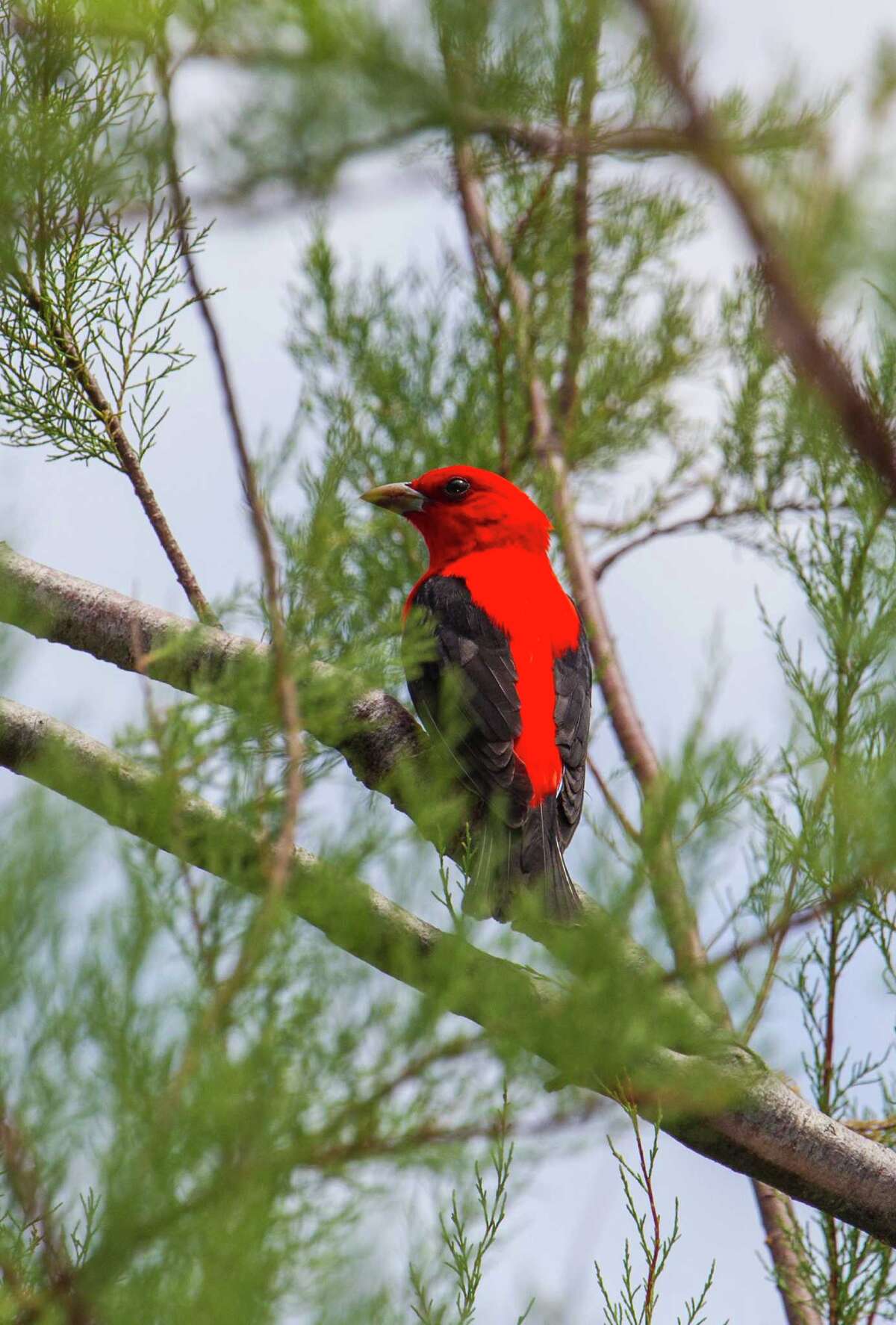 Late April is excellent time to visit Quintana Island's Neotropical ...
