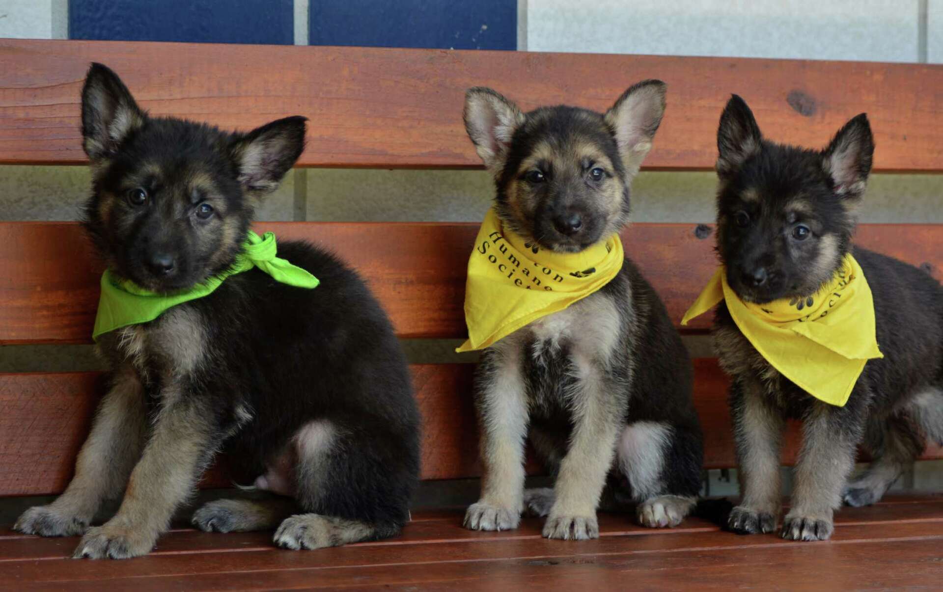 Dog names that perfectly define what it means to be from Texas