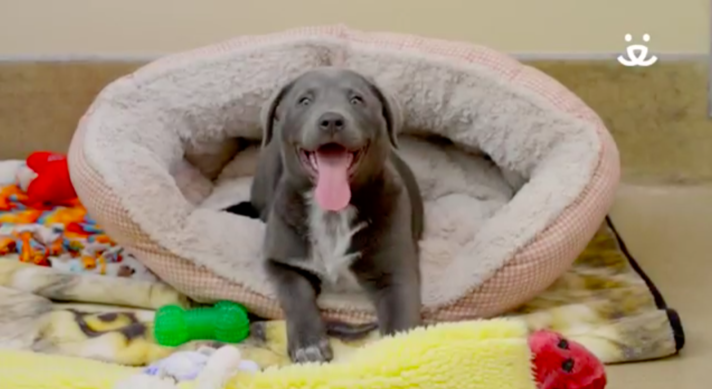 Orphaned puppy born without feet gets brand new booties and a ...