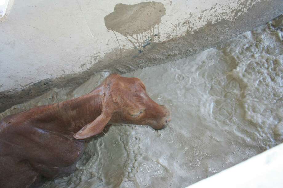 Cattle tick spread may be worst in 73 years - San Antonio Express-News