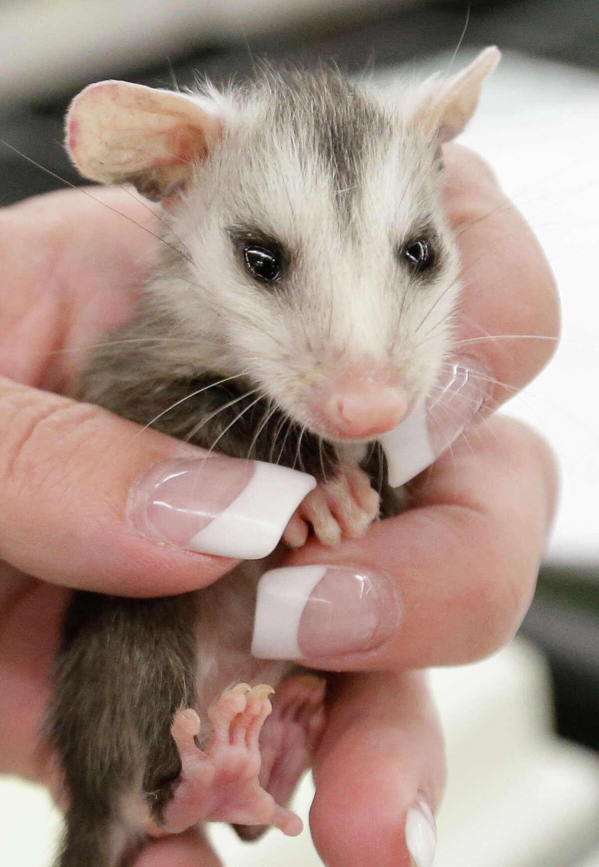 Wildlife Center of Texas comes to the rescue after the deluge