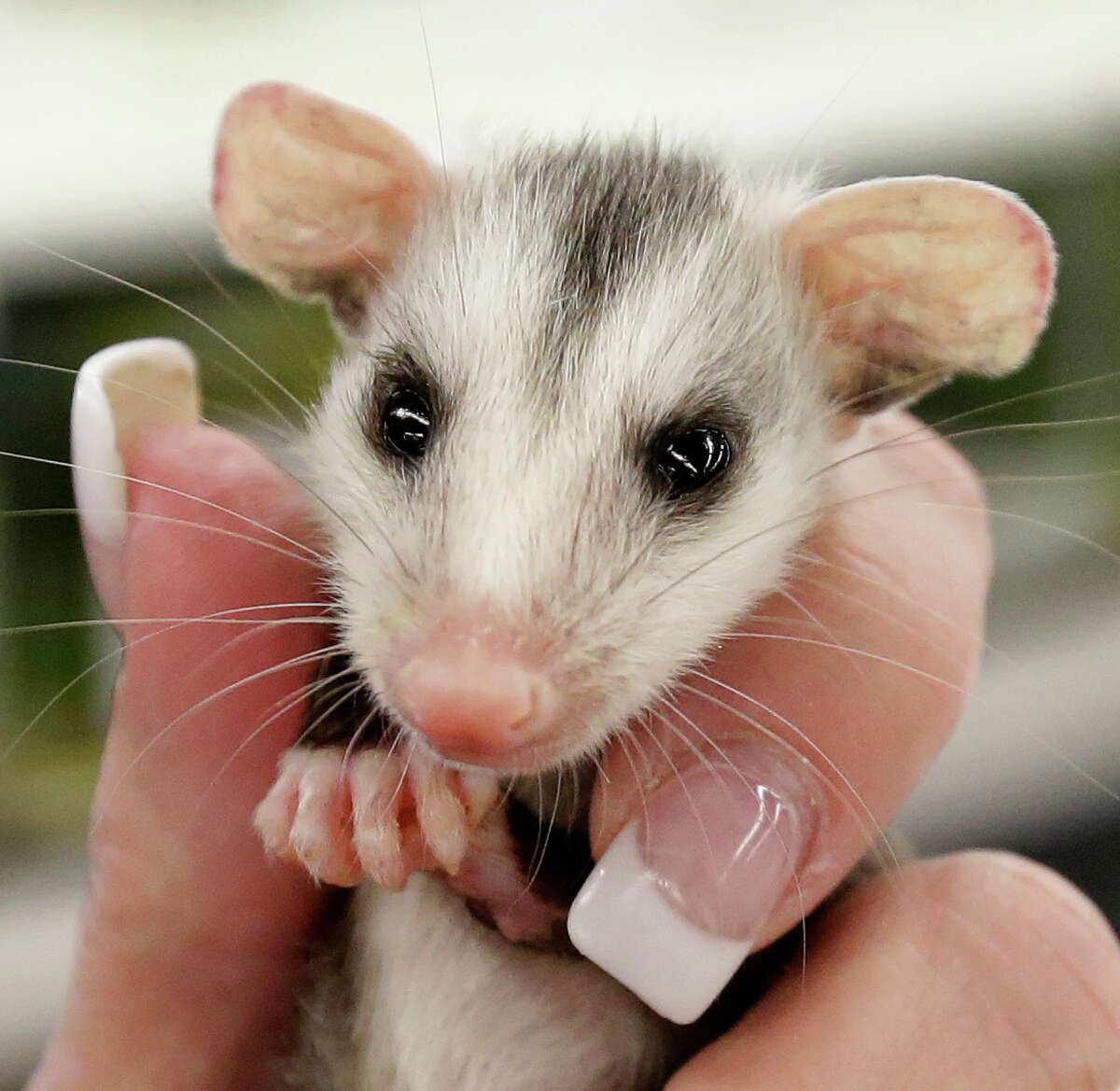 Wildlife Center of Texas comes to the rescue after the deluge