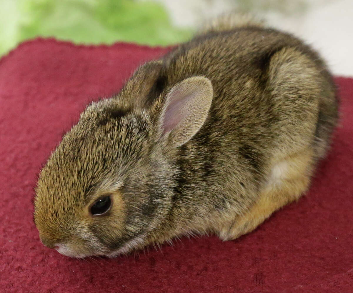 Wildlife Center of Texas comes to the rescue after the deluge