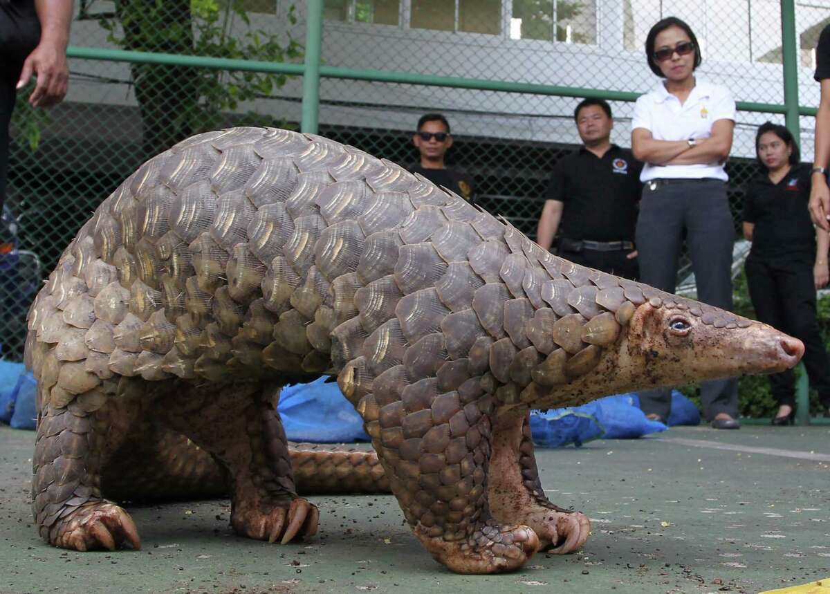 Pangolins, the cutest endangered species