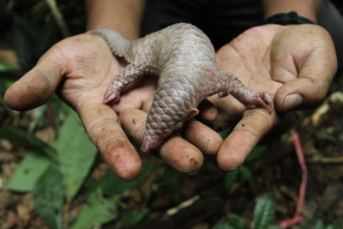 Pangolins, the cutest endangered species