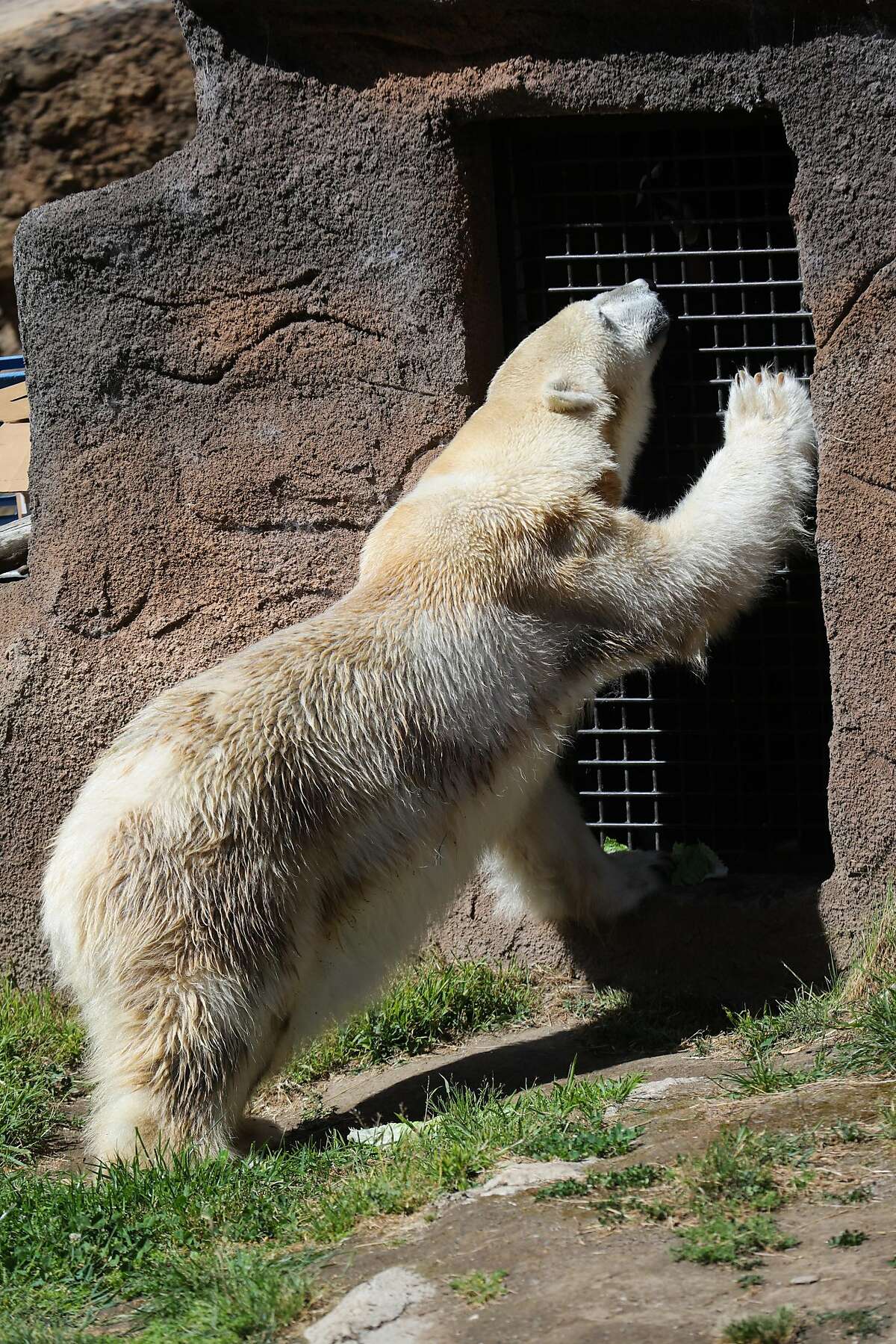 San Francisco Zoo's last remaining polar bear dies