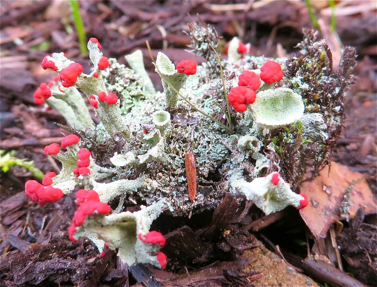 The strange world of lichens subject of May 15 talk at Flanders