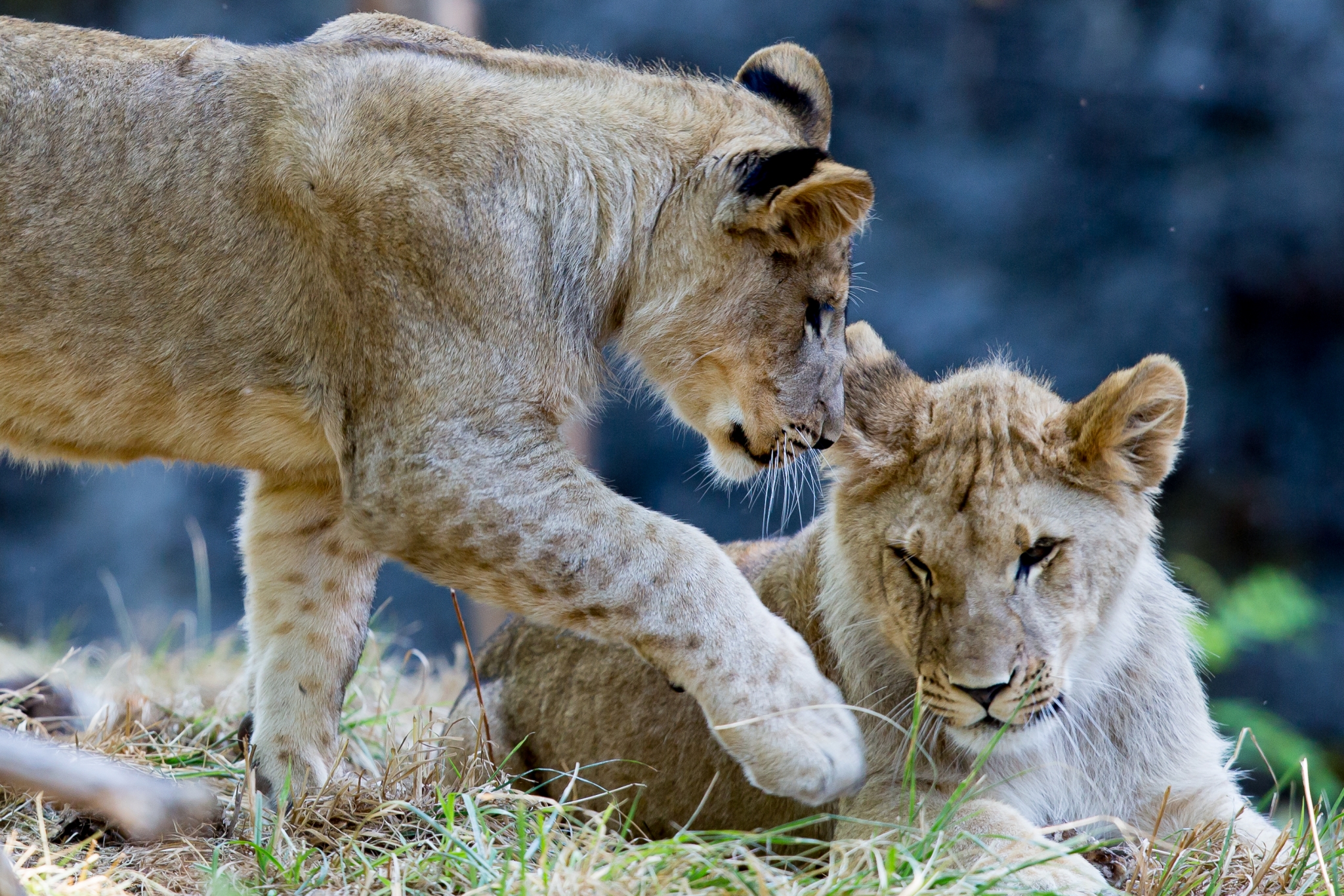 Three young male lions to make their debut at the Oakland Zoo next weekend