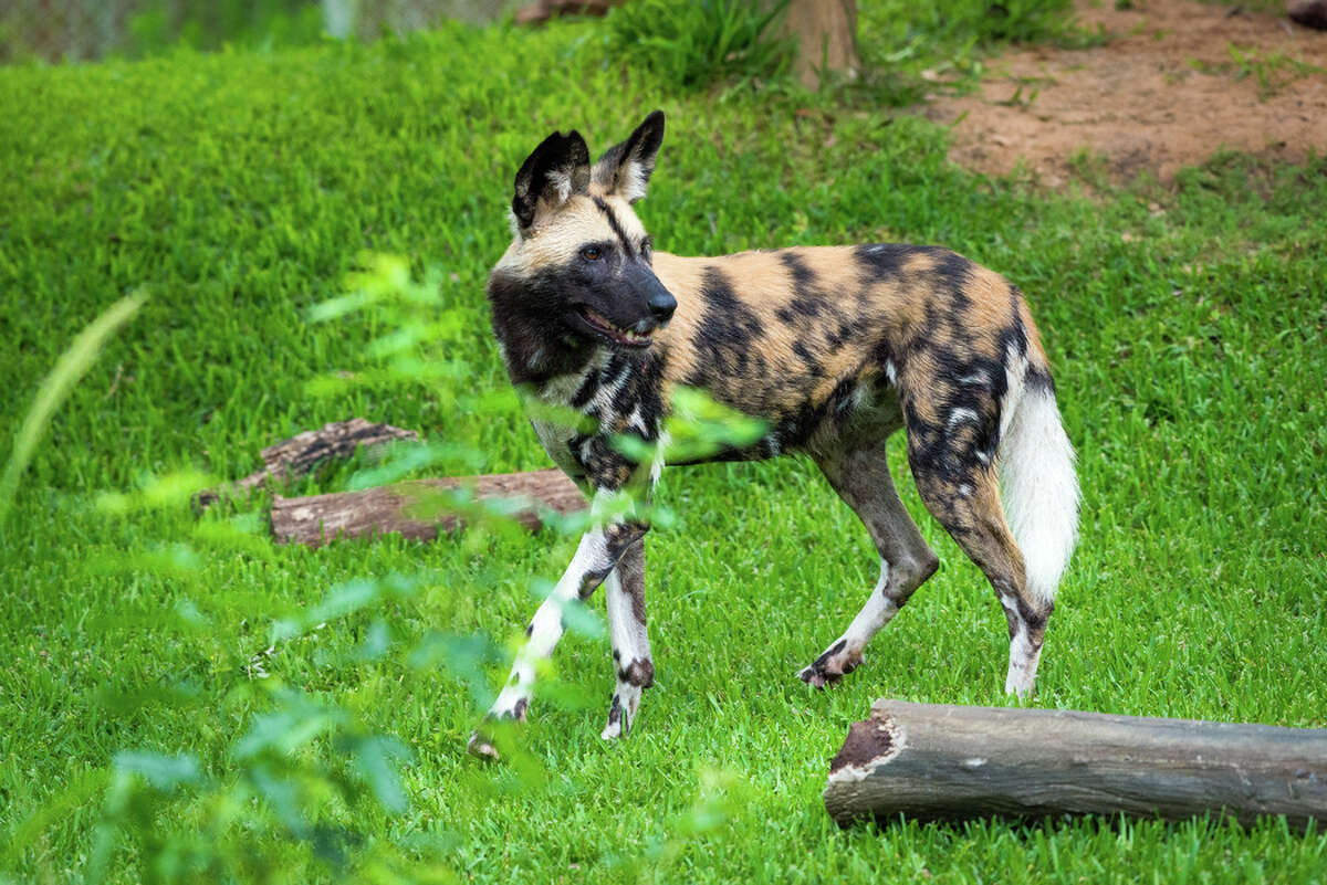 Houston Zoo releases cute video of its new female sea lion pup