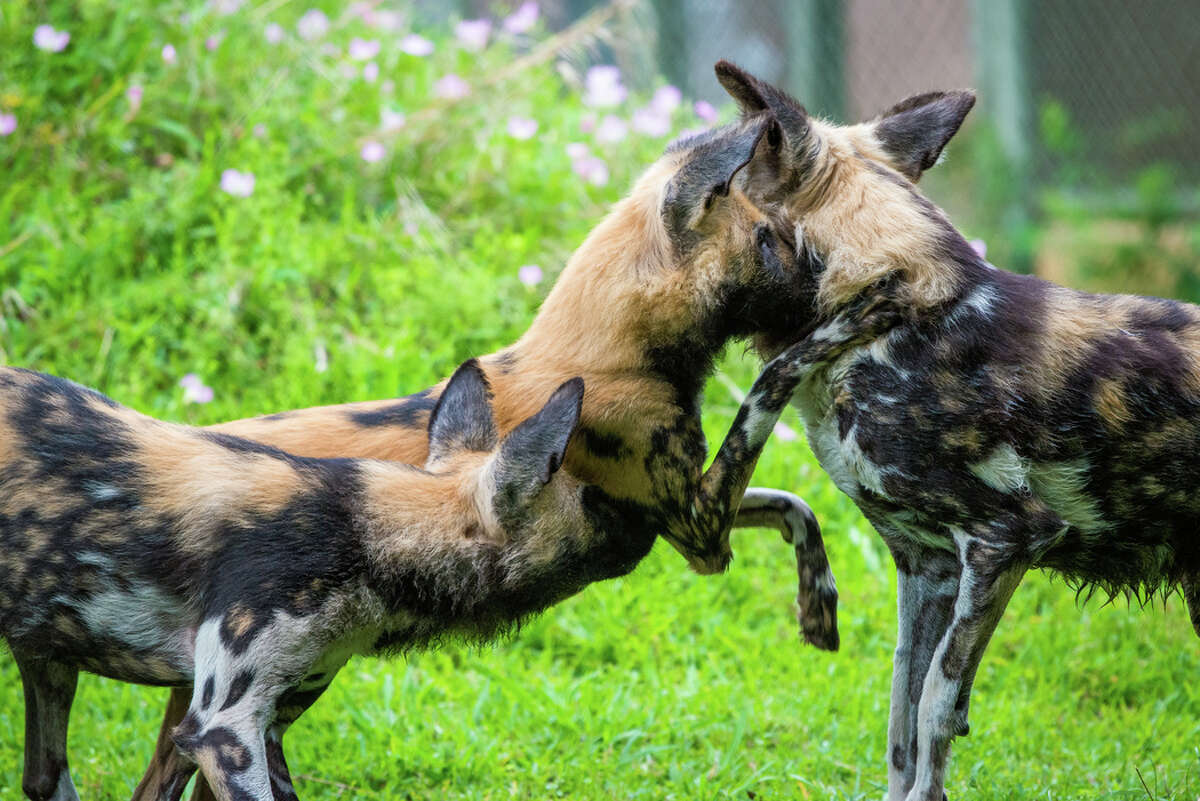 Houston Zoo releases cute video of its new female sea lion pup
