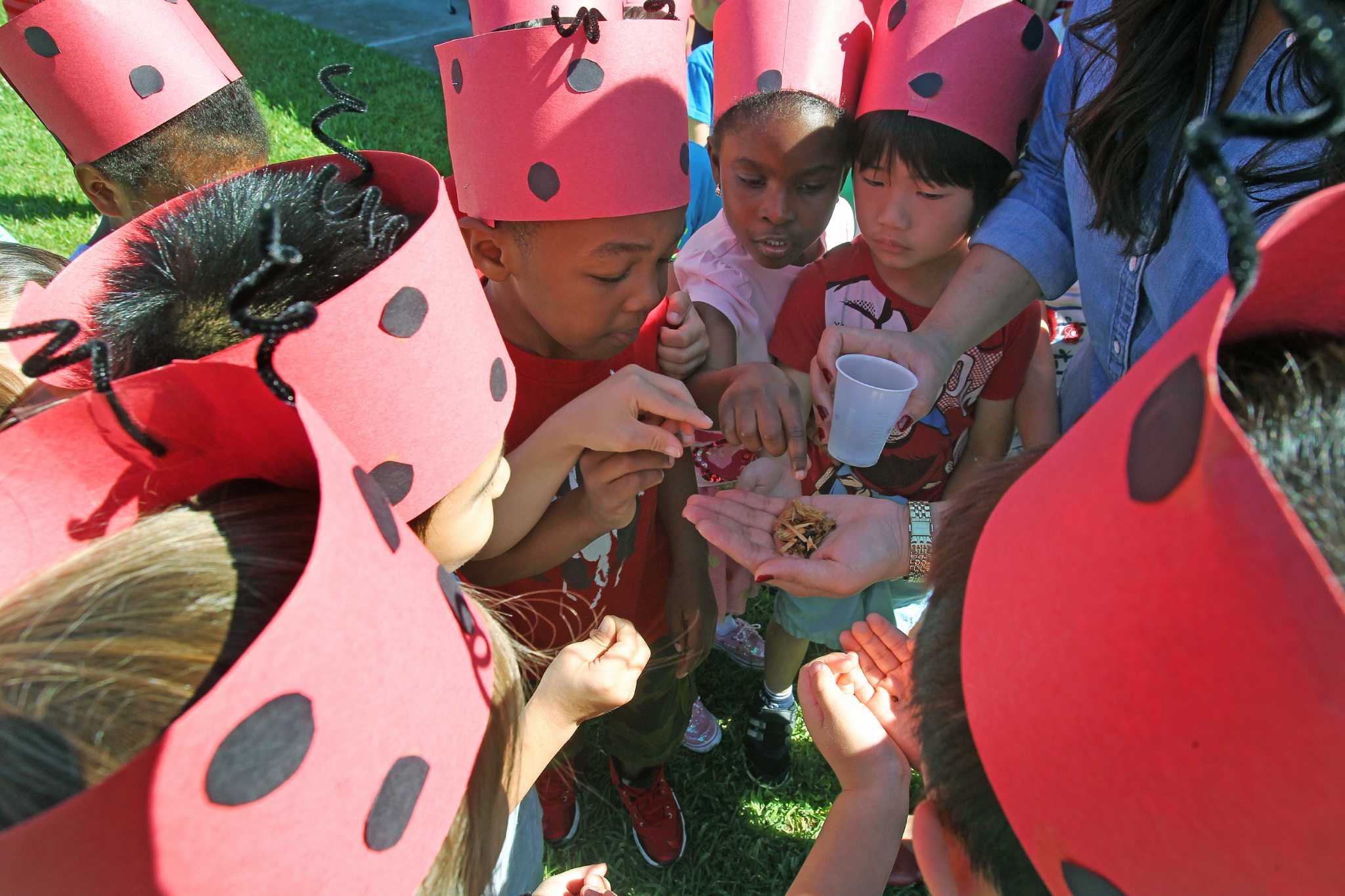 Students study the life of ladybugs