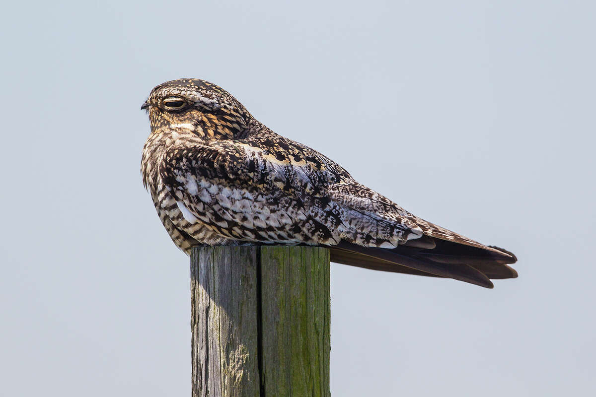 Nighthawks take to skies looking to fill up on insects