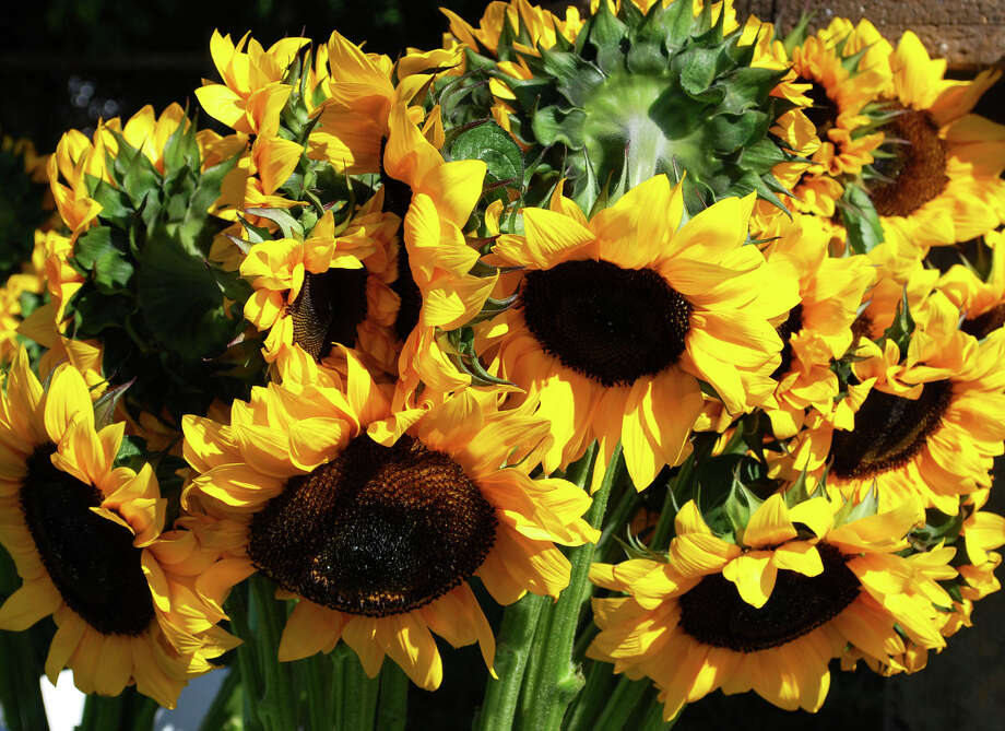 Colorful sunflower blooms create bright spots in any landscape ...