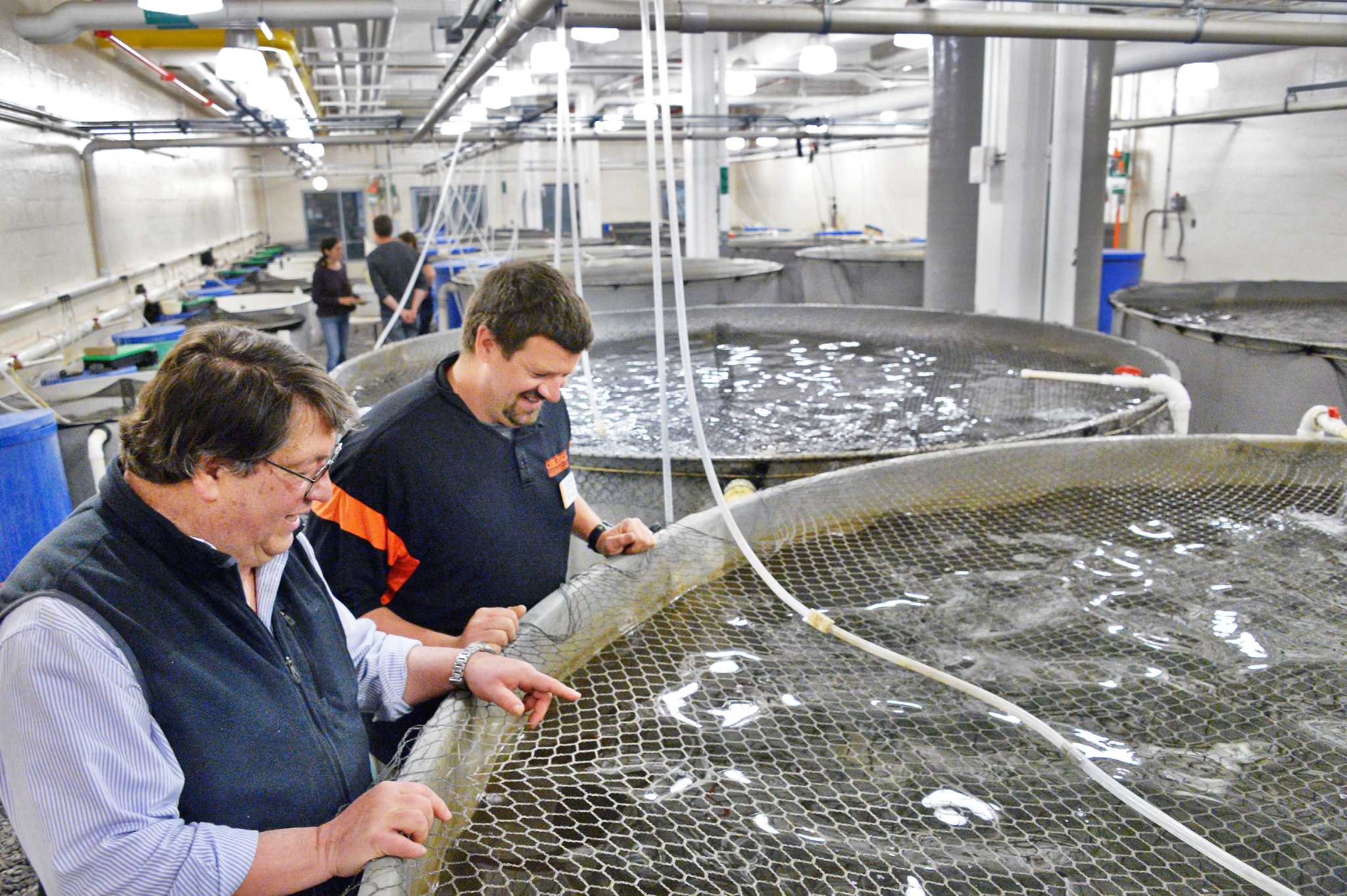 Hybrid fish hooks hatchery