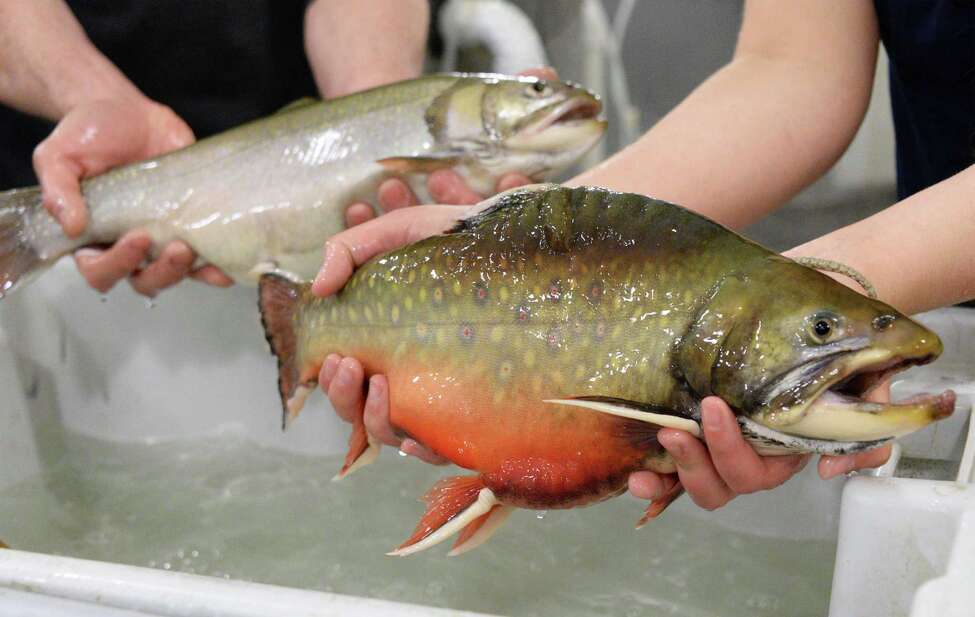 Hybrid fish hooks hatchery