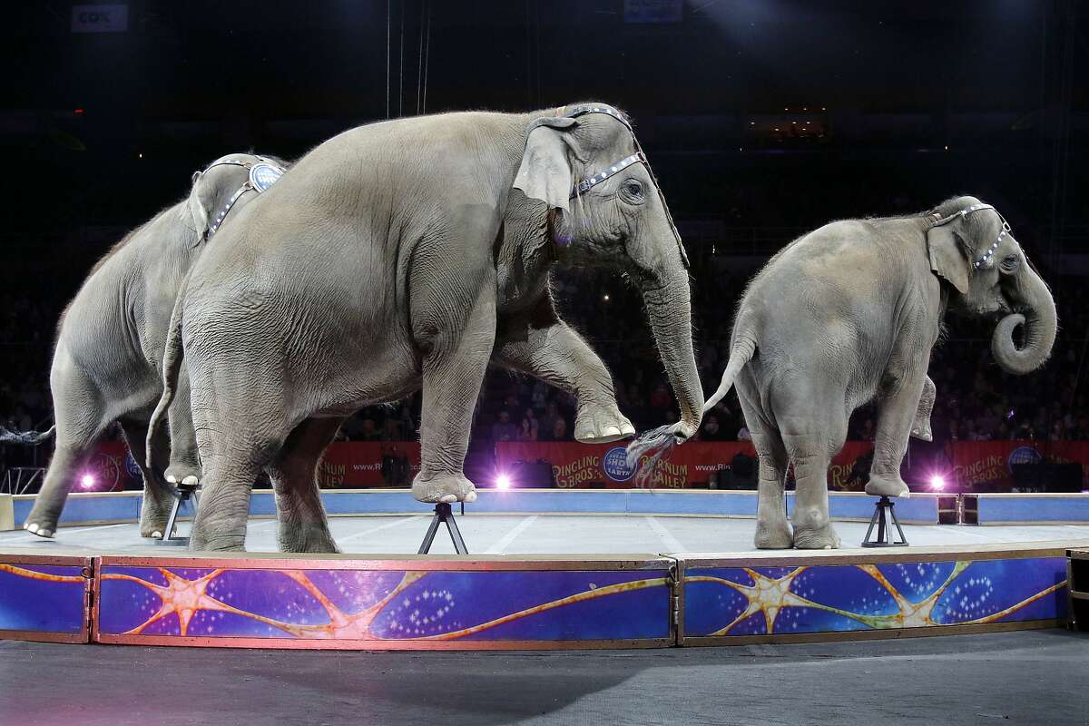 Final performances for Ringling Bros. elephants
