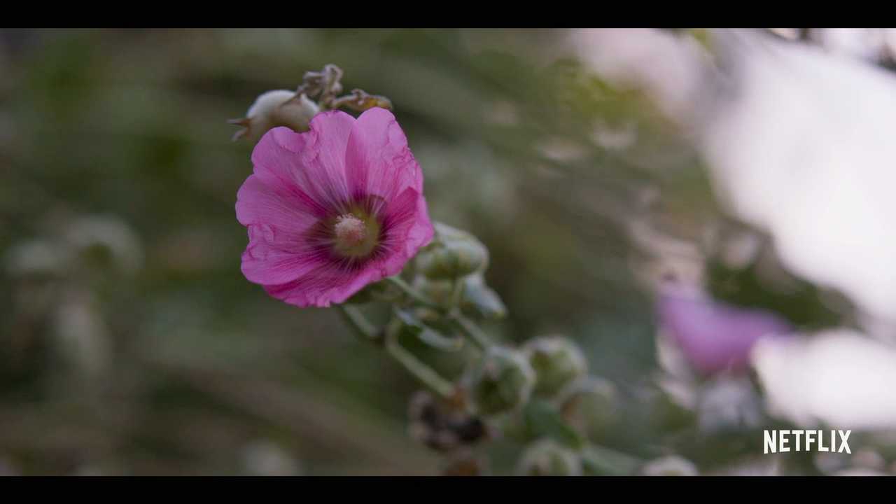 Netflix is looking for a food Instagrammer, but there's a big catch